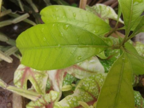 Samsung Galaxy Tab E Review