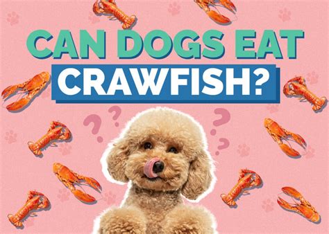 Can Dogs Eat Crawfish Health Benefits And Risks Explained Hepper