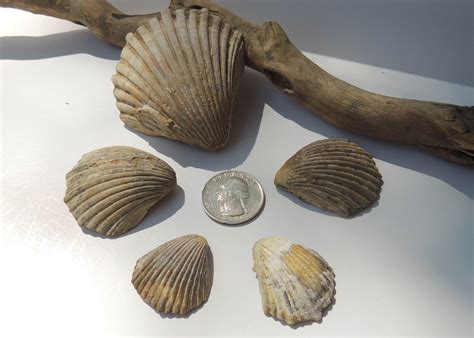 Need Help Identifying These Brachiopods Fossil Id The Fossil Forum