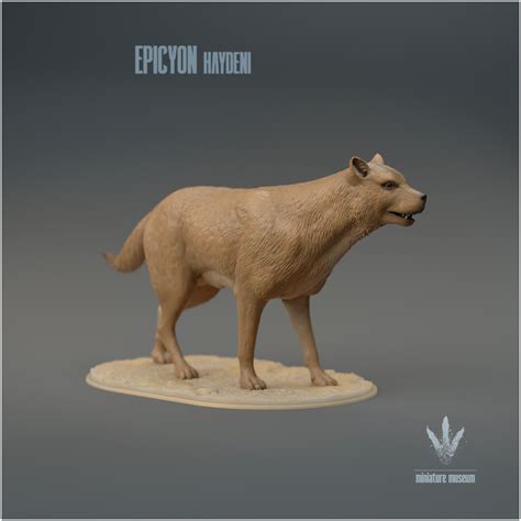 3d Printable Epicyon Haydeni More Than A Dog By Miniature Museum