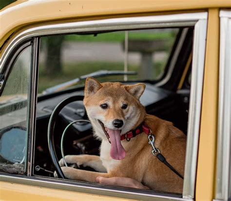 What Does Imo Mean Definition Usage And Examples