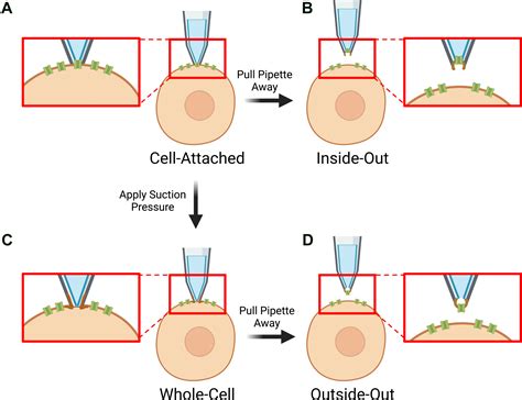 The Evolution Of Patch Clamp Electrophysiology Robotic Multiplex And