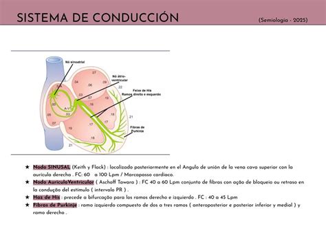 Sistema De ConducciÓn Udocz
