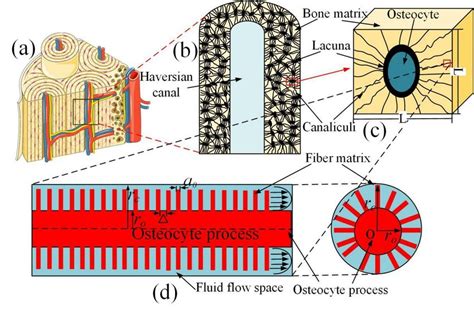 The Hierarchical Structure Of The Bone Tissue Download Scientific Diagram