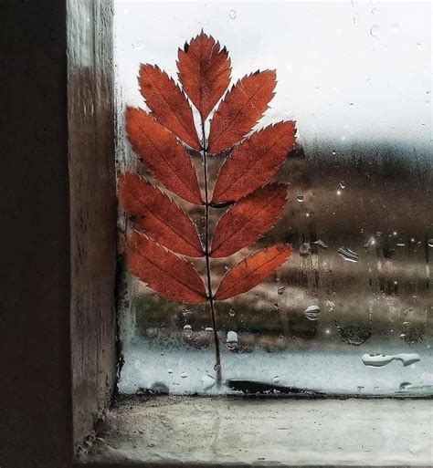 ორანჟერია ისტორია ზოგი ხალხის ისტორია Facebook