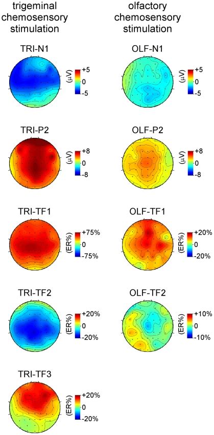 The Scalp Distribution Of The EEG Responses Identified Using Download Scientific Diagram