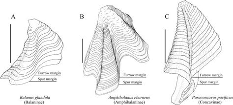 The Shortest Tree Obtained From The Exhaustive Search 27 Steps
