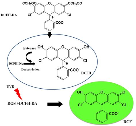 Detection Of Reactive Oxygen Species Ros In Cyanobacteria 40 Off