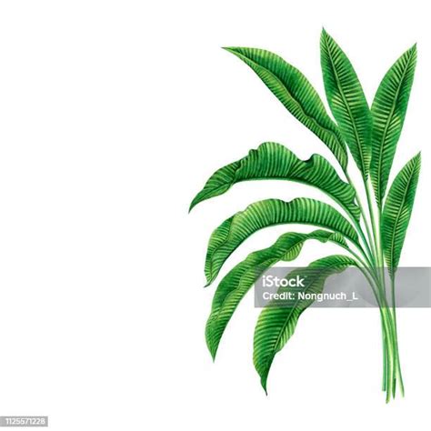 수채화 그림을 흰색 배경에 고립 된 녹색 잎입니다 수채화 손으로 그려진된 그림 팜 바나나 잎 나무 열 대 이국적인 잎 벽지