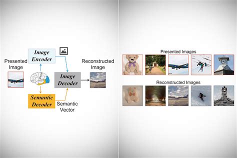 Artificial Intelligence And Human Brain Activity Used To Reconstruct High Resolution Images