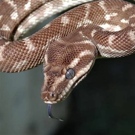 Stream Python Music Listen To Songs Albums Playlists For Free On