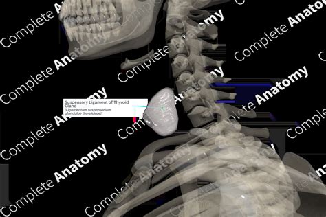 Suspensory Ligament Of Thyroid Gland Right Complete Anatomy