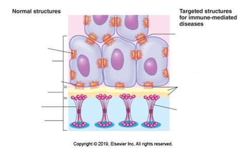Midterm D Diagram Quizlet