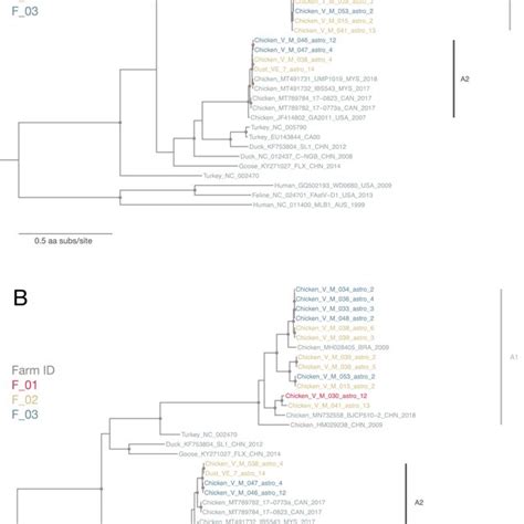 A Maximum Likelihood Phylogenetic Tree Of 33 Astrovirus Partial Rdrp