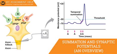 Temporal Vs Spatial Summation A Brief Overview