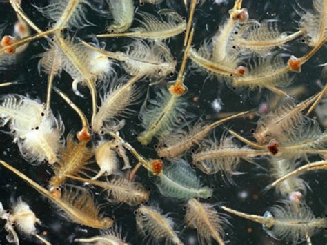 Alphabet Printable Flashcards Vector Collection With Letter OFF