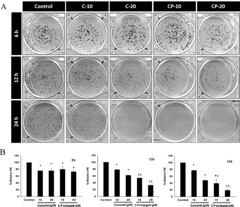 Effect Of Curcumin And Curcumin Plga Conjugate On The Clonogenic