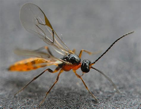 Aphid Chat Aphid Chat