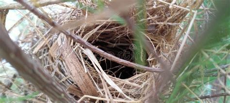 Bird X27 S Nest On A Tree Nest On A Branch Nature Stock Image Image Of Beak Grass 265978965