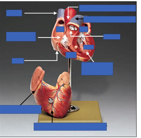 Slide 16 Lab Practical 3 Diagram Quizlet