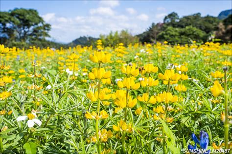 LM20487 樟樹步道 樟樹樟湖環狀步道 魯冰花 花卉 綠肥 健行步道 木柵 貓空 台北市 文山區 特寫 散景 蜜 Flickr