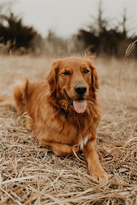 Golden Retriever Dark