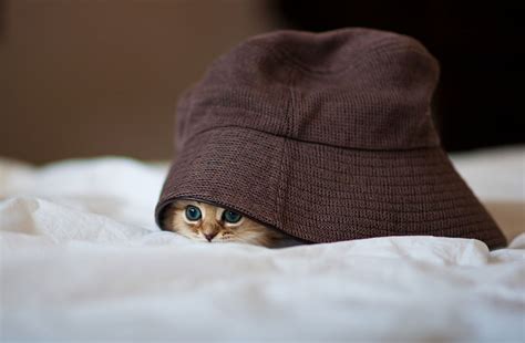 Probably The Worlds Cutest Kitten Bored Panda
