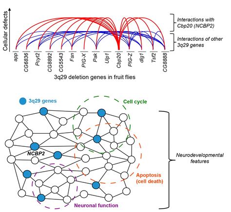 Key Modifier Identified In Large Genetic Deletion Related To