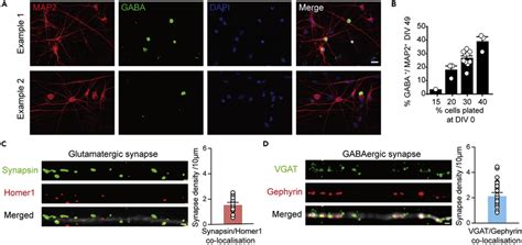 Gabaergic Neurons And Glutamatergic Gabaergic Synapses In Hipsc Derived Download Scientific