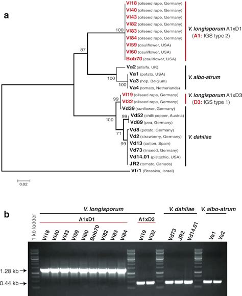 Analysis Of The Rdna Igs Located Between 28s Rrna And 18s Rrna Gene Of