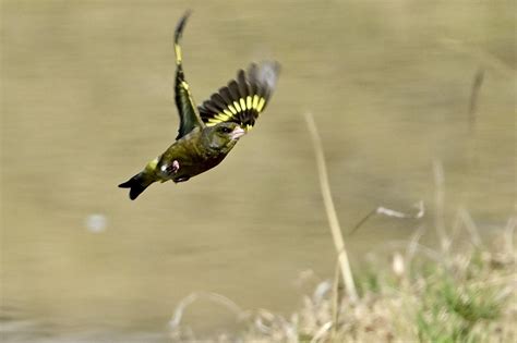 カワラヒワの飛翔 by ぶっちゃん ID11713327 写真共有サイト PHOTOHITO