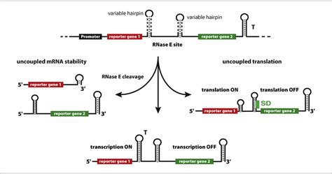 Examples Of Synthetic Cis Acting Regulators Combinatorial Mutagenesis Download Scientific