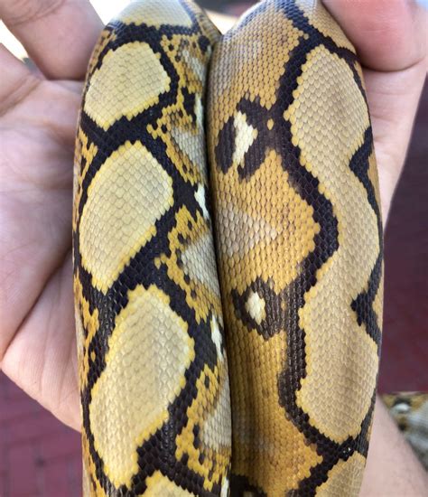 Pin By Jose Gonzales On Reticulated Pythons Reticulated Python Python