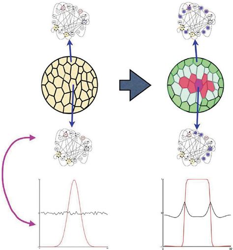 Schematic Representation Of The Proposed Interplay Between The