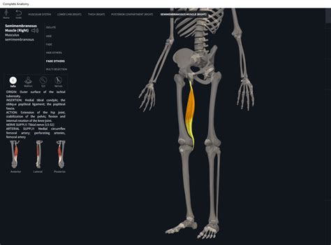 Muscles Semimembranosus Anatomy And Physiology