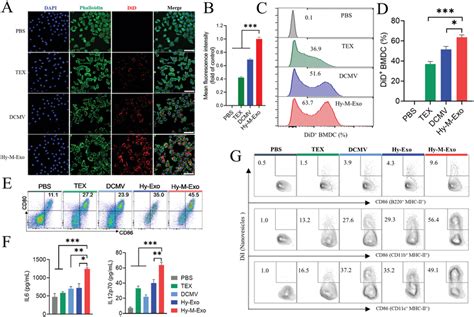 Promotion Of Internalization And Activation Of APCs By HyMExo A Download Scientific Diagram