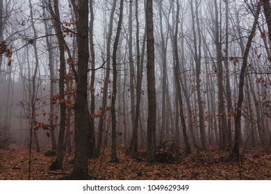 Thick Fog Permeating Naked Forest Trees Stock Photo Shutterstock