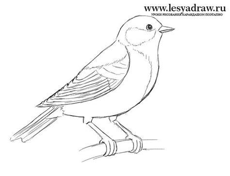 Как нарисовать синицу синичку карандашом поэтапно Bird Drawings Bird Art Print Bird