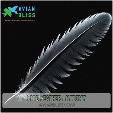 Bird Feathers Types Functions And Evolution Explained