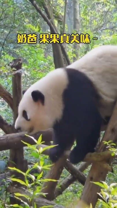 熊猫花花 快乐分享 熊猫日常分享憨憨 熊猫快乐分享憨憨 日常分享憨憨 快乐分享憨憨 Youtube