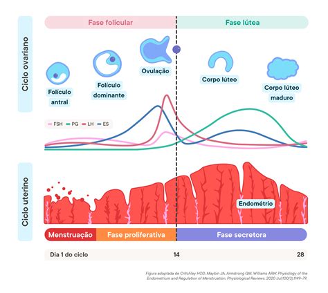 Ciclo Menstrual Feminino