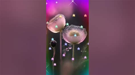 مفتی یاسر ندیم صاحب Youtube