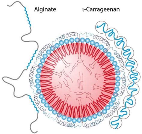 Tunable Oleosome Based Oleogels Effect Of Polysaccharide Architecture