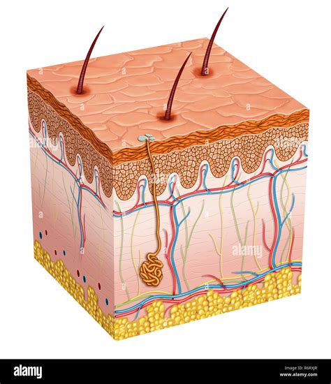 Layer Of Color Cut Out Stock Images And Pictures Alamy