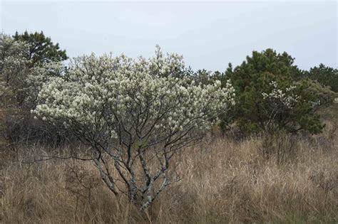 Shad Tree — 41 North Montauk