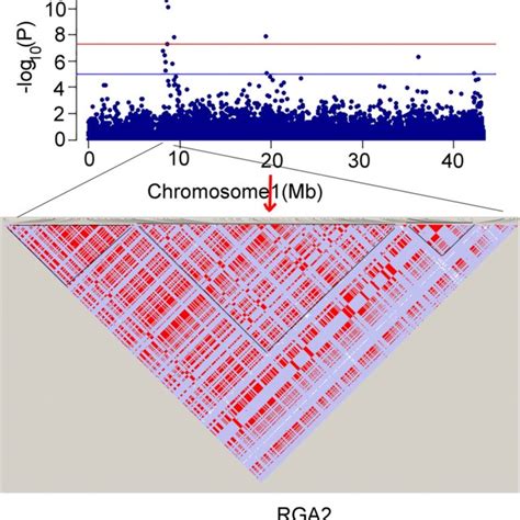 Haplotype Analysis Significant Snp Chr018738751 Genomic Location Of