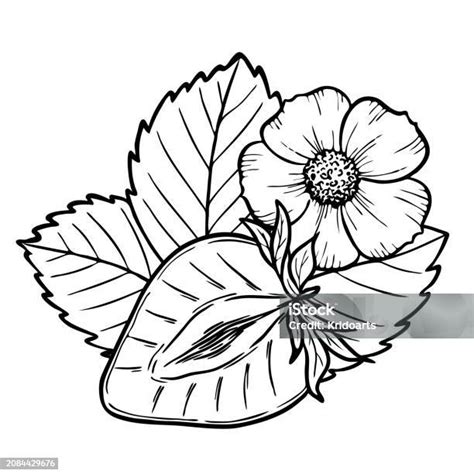 Ilustración De Composición Vectorial De Fresa Con Mitad De Baya Flor Y