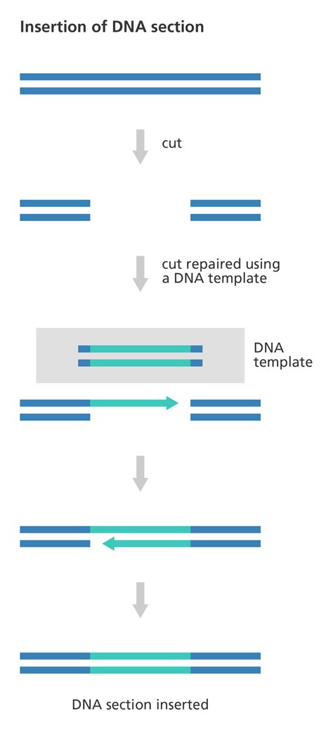Types Of Genome Edits
