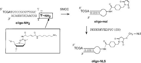Nuclear Localization Signals Semantic Scholar