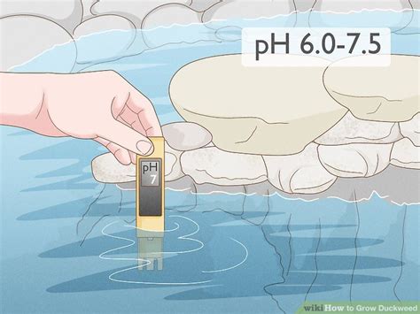 How To Grow Duckweed Steps With Pictures WikiHow
